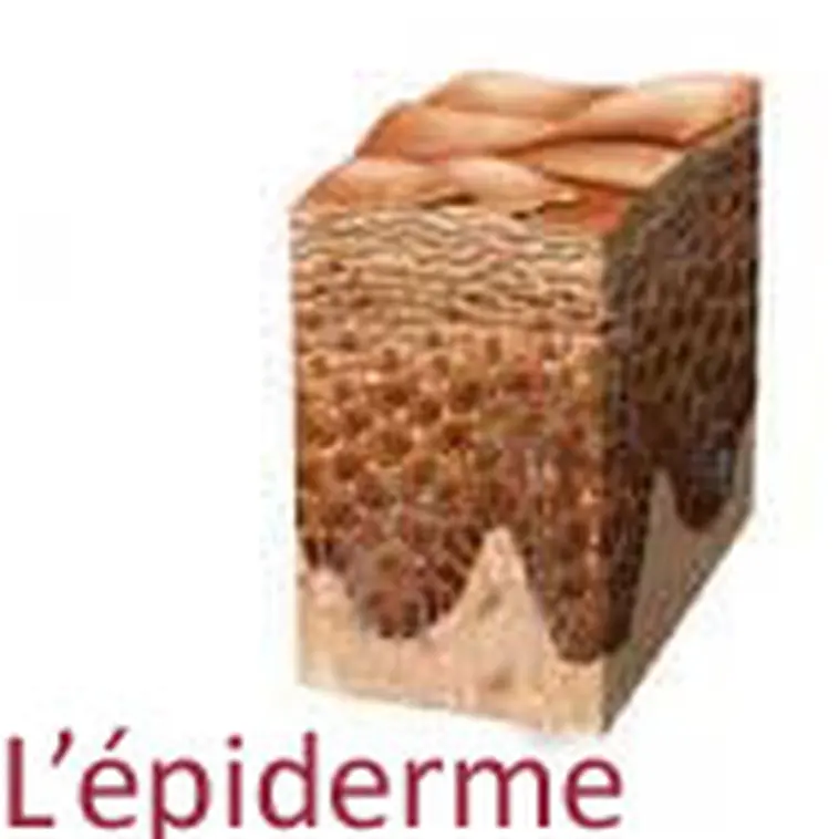 Epiderme - L'Observatoire des Cosmétiques - Lexique cosmétique