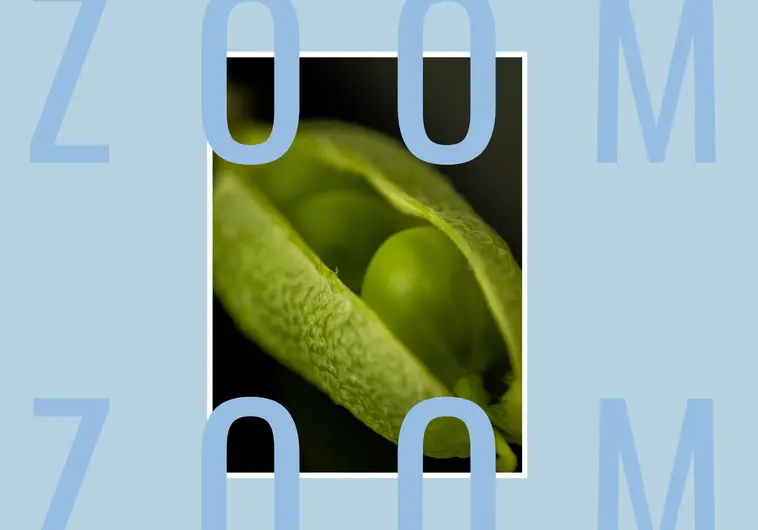 Pea extract - Products