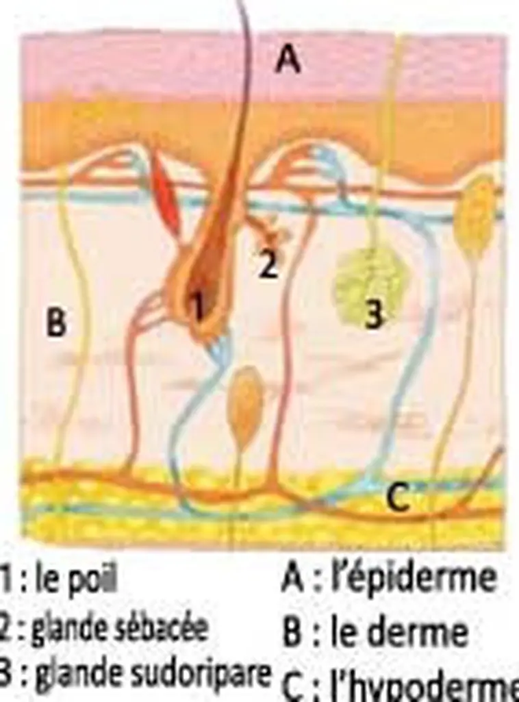 Derme - L'Observatoire des Cosmétiques - Lexique cosmétique